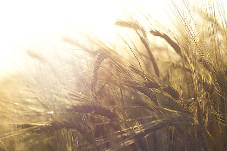 SAGO issues wheat tender | Dry Bulk